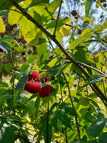 Koobara’s Bush Tucker Garden – Koobara Kindergarten and Pre-prep ...